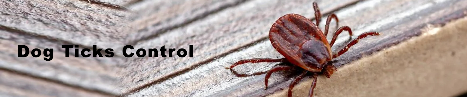 Dogticks Pest Control Mulund | Dogticks Pest Treatment in Mulund